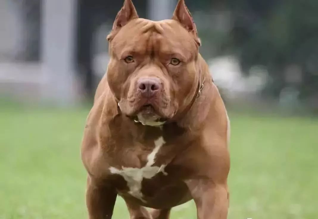 Top 10 Strongest Dog Breeds in the World – iPetprints