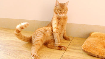 Cat Tail Meanings: How to Understand Your Cat's Tail Language – iPetprints